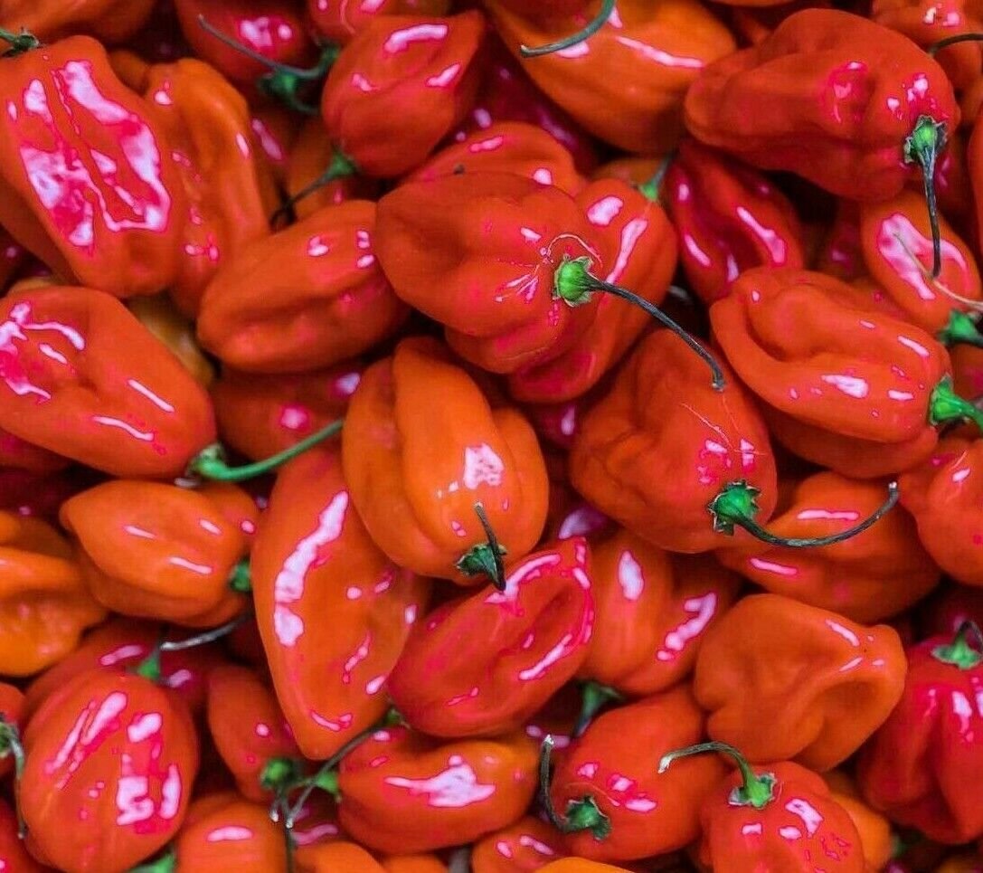 RED SCOTCH BONNET HOT PEPPER SEEDS 30+ spicy CARIBBEAN culinary