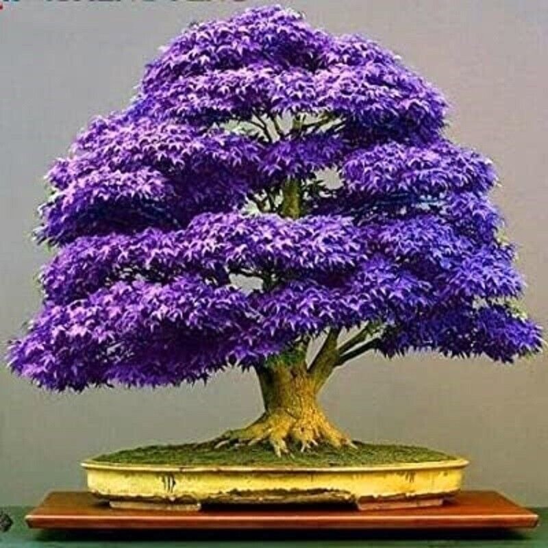 Cute Color 10 Seeds Purple Japanese Maple Tree TY14 FREE SHIPPING