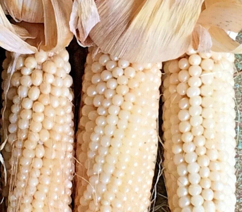 1/4 Oz Popcorn Japanese Hulless White (baby Corn) Vegetable Seeds Plant