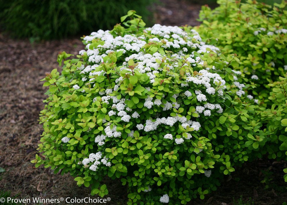 Wonderful Lime Foliage Glow Girl Spirea Lemon Garden Plant