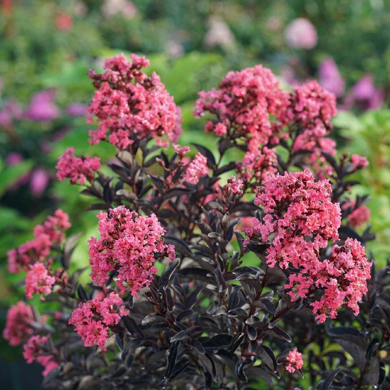 Wonderful Lagerstroemia Indica Center Stage Coral Crapemyrtle Garden Plant