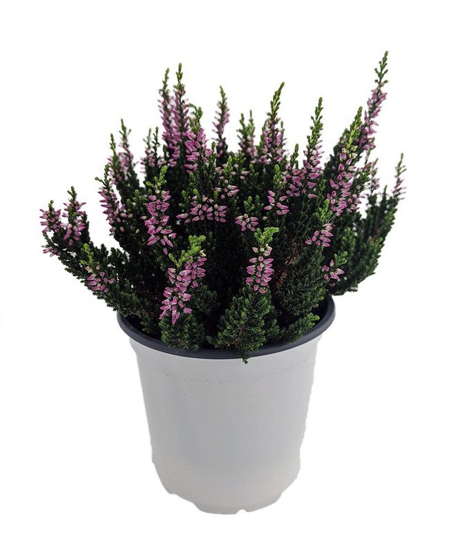 Wonderful Purple Heath Erica Garden Plant