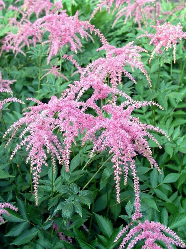 Wonderful Ostrich Plume Astilbe Straussenfeder Garden Plant