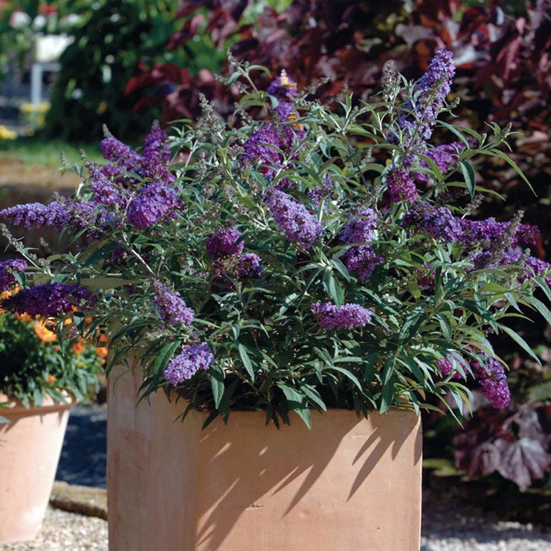 Wonderful Purple Butterfly Bush Compact Short Heavy Blooms Garden Plant