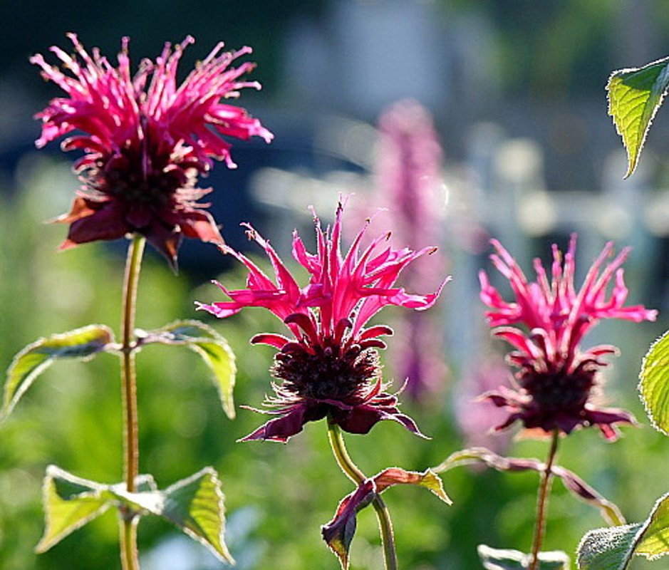 Wonderful Raspberry Wine Bee Balm Monarda Bright Red and Pink Garden Plant