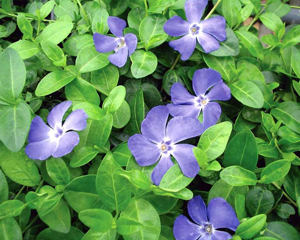 Wonderful Bowles Myrtle Vinca Minor Hardy Groundcover Garden Plant