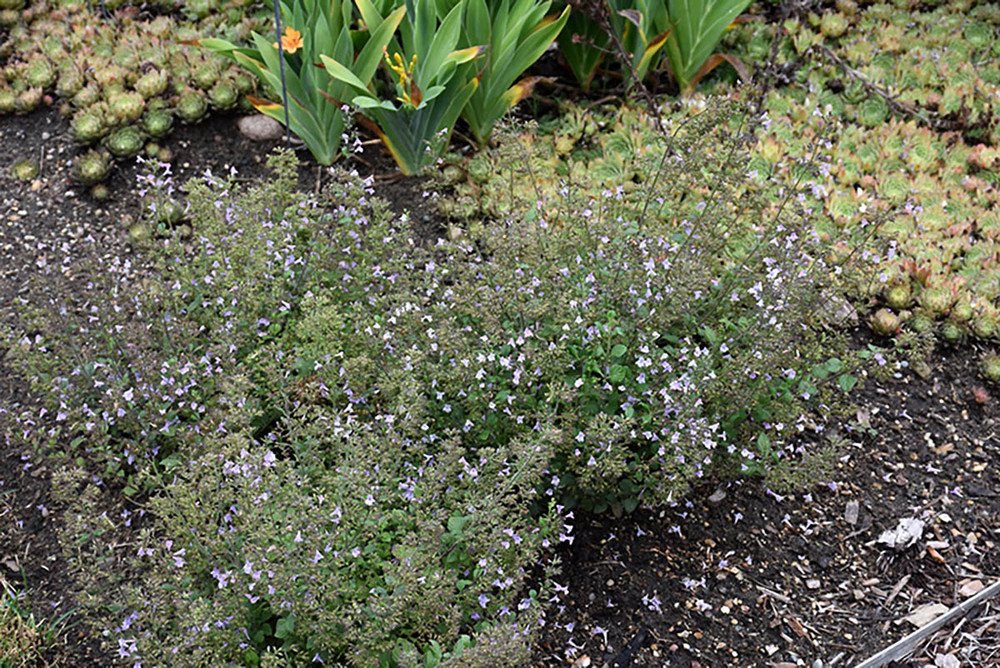 Wonderful Calamintha nepeta Marvelette Blue Catmint Perennial Garden Plant