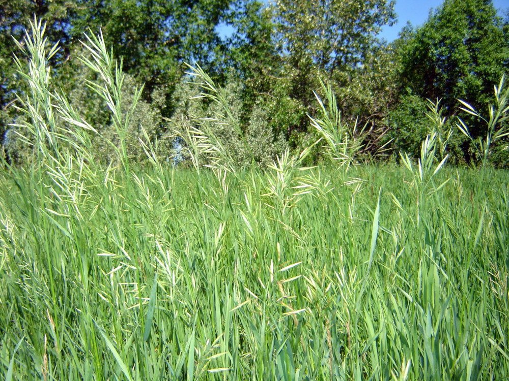 Wonderful Vanilla Grass Hierochloe oderata Garden Plant