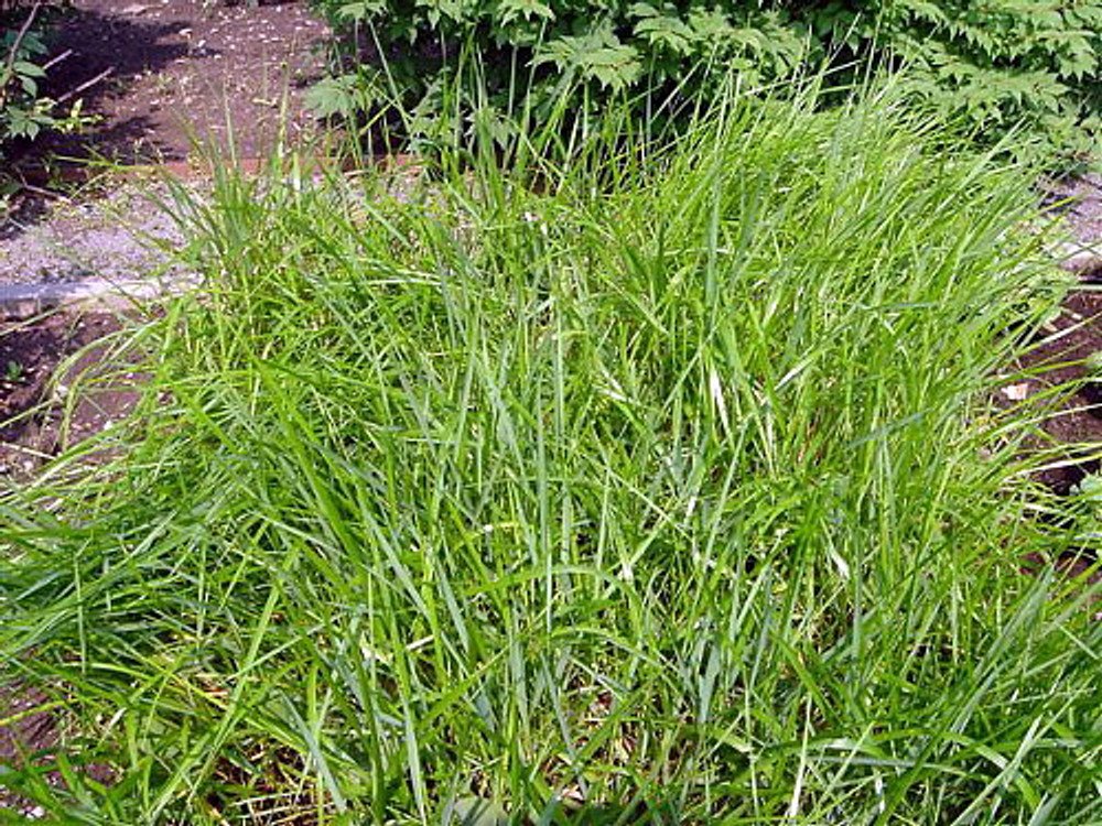 Wonderful Vanilla Grass Hierochloe oderata Garden Plant