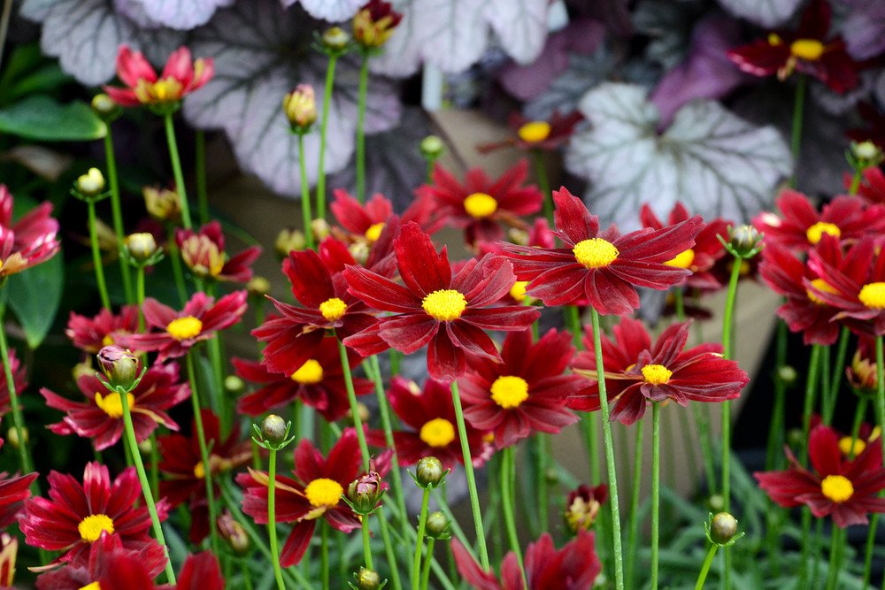 Wonderful Lil Bang Red Elf Coreopsis Tickseed Perennial Garden Plant