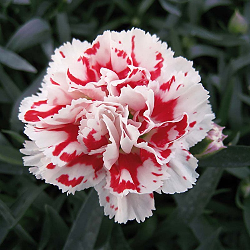 Wonderful SuperTrouper Red and White Dianthus Garden Plant