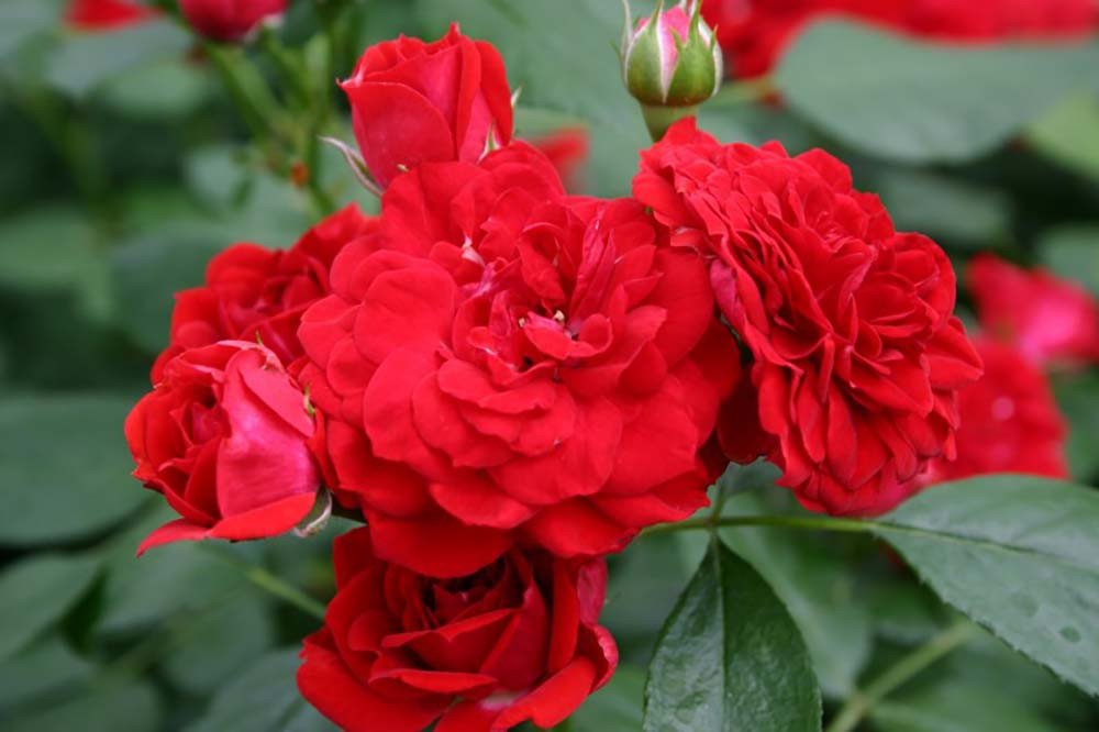 Wonderful Roxanne Veranda Rose Garden Plant