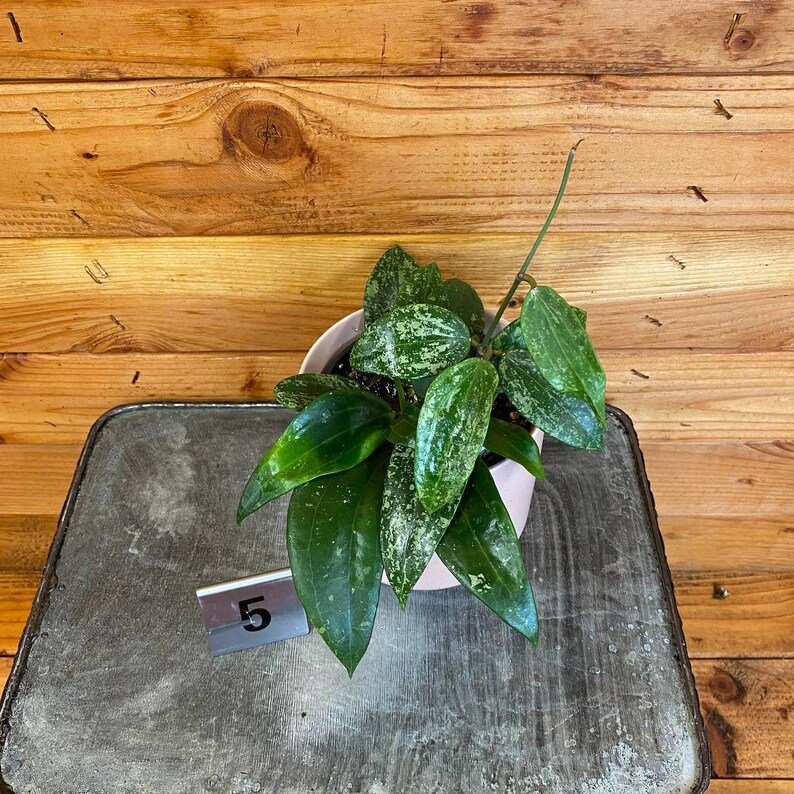 Wonderful Hoya Rangsan Splash Garden Plant