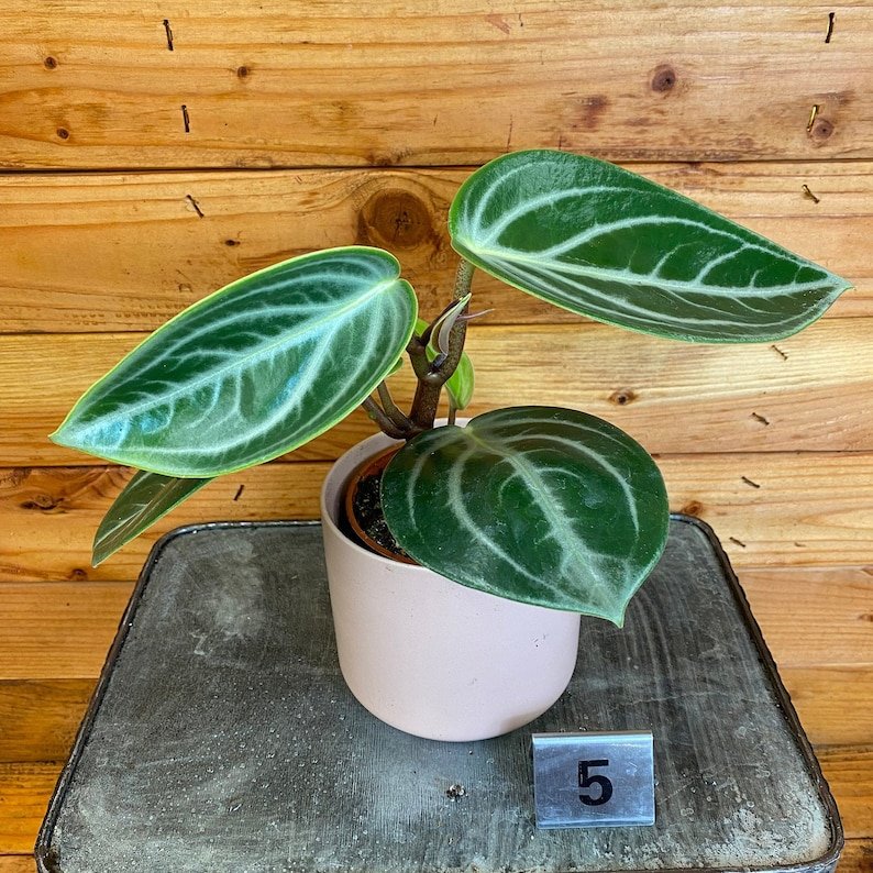 Wonderful Peperomia Maculosa Garden Plant