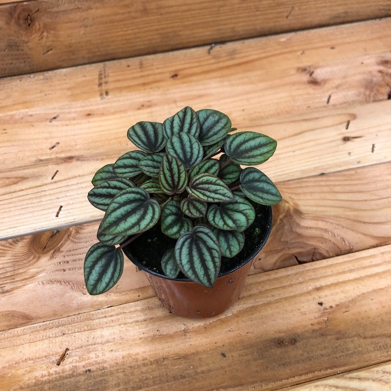 Wonderful Peperomia Piccolo Banda Garden Plant