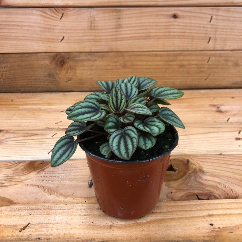 Wonderful Peperomia Piccolo Banda Garden Plant