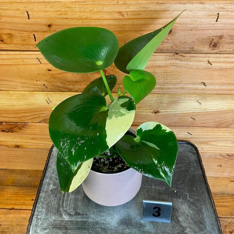 Wonderful Peperomia Polybotrya Raindrop Aurea Garden Plant