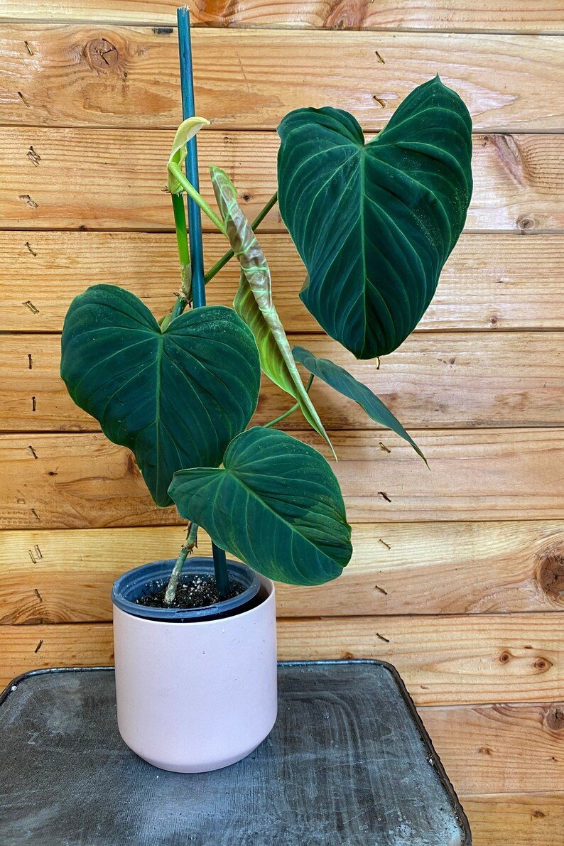 Wonderful Philodendron Splendid with Variegated Leaf Garden Plant