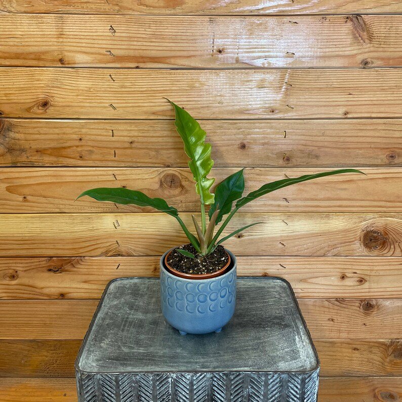 Wonderful Philodendron Tiger Tooth Garden Plant