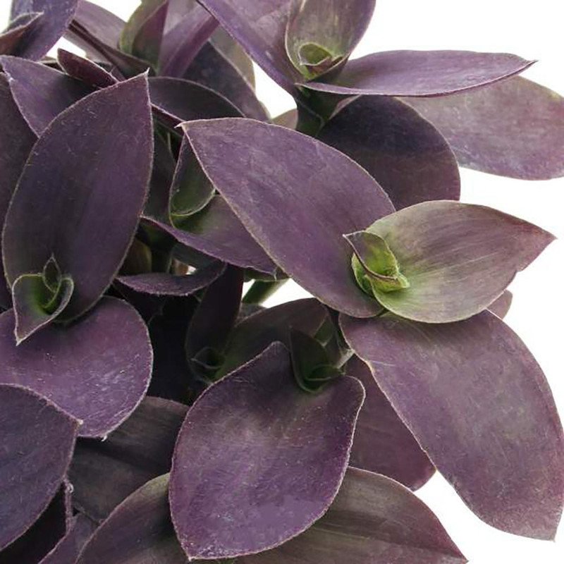 Wonderful Fuzzy Purple Tradescantia Garden Plant