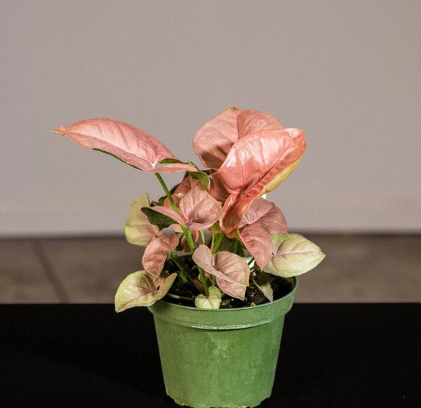 Wonderful Syngonium podophyllum Neon Robusta Garden Plant