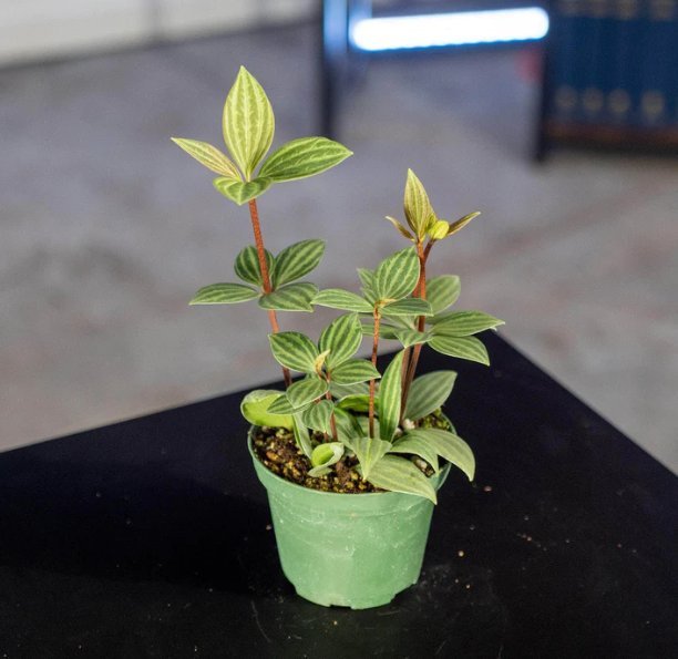 Wonderful Peperomia tetragona Parallel Garden Plant