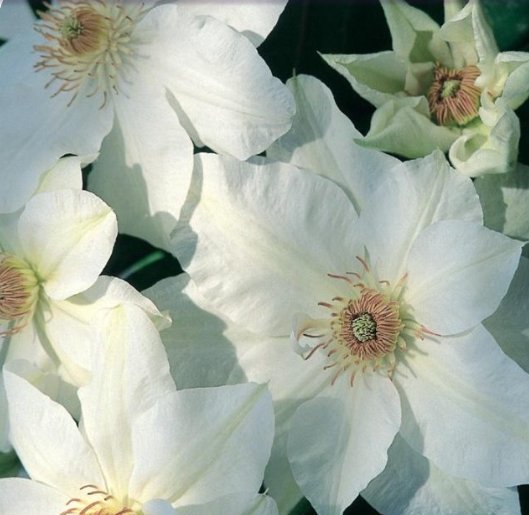 Wonderful Mrs George Jackman Beautiful Flower Garden Plant