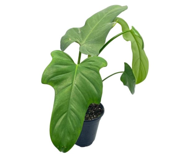 Wonderful Philodendron Bipennifolium Horse Head Philo Garden Plant
