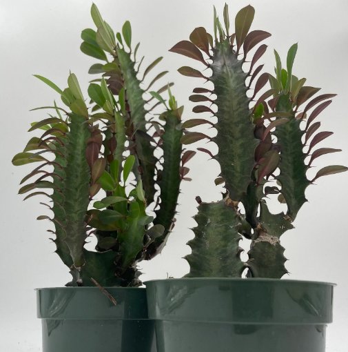 Wonderful African Milk tree Euphorbia trigona Red Original Color Garden ...