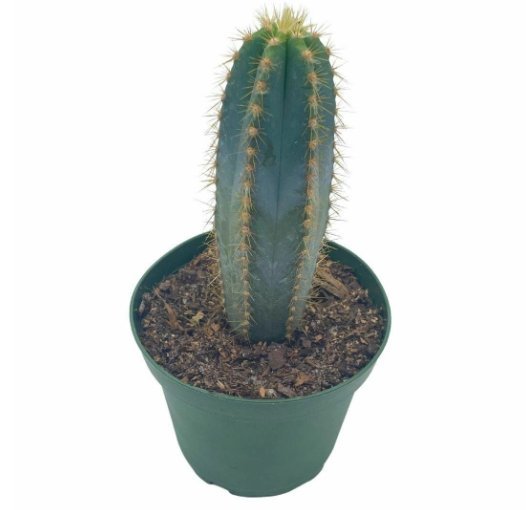 Wonderful Pilosocereus pachycladus Blue Columnar Cactus Garden Plant