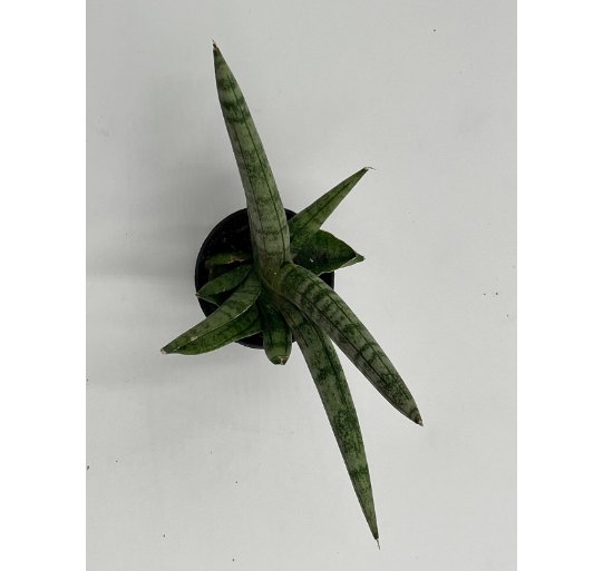 Wonderful Sansevieria Cylindrica Boncel Garden Plant