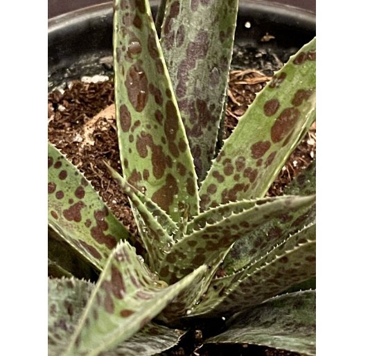 Wonderful Agave Spotted Mangrave Freckles and Speckles Succulent Garden ...