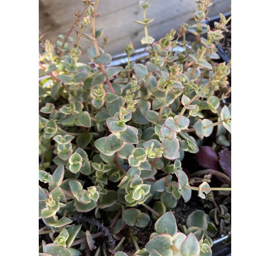 Wonderful Crassula Pellucida Variegated Calico Kitten Succulent Garden ...