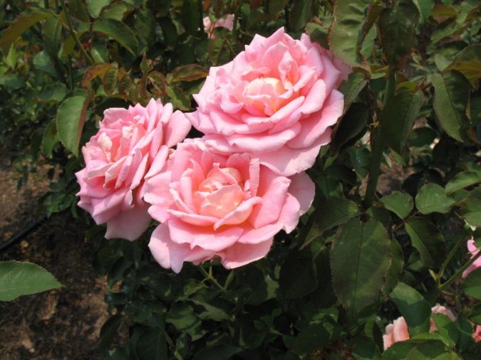 Wonderful Rose Bush Tiffany 1955 Aars Winner Pink Bloomer Flower Garden ...