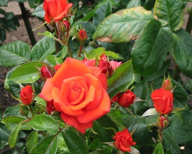 Wonderful Rose Bush Gypsy Orange Red Summer Blooms Flower Garden Plant