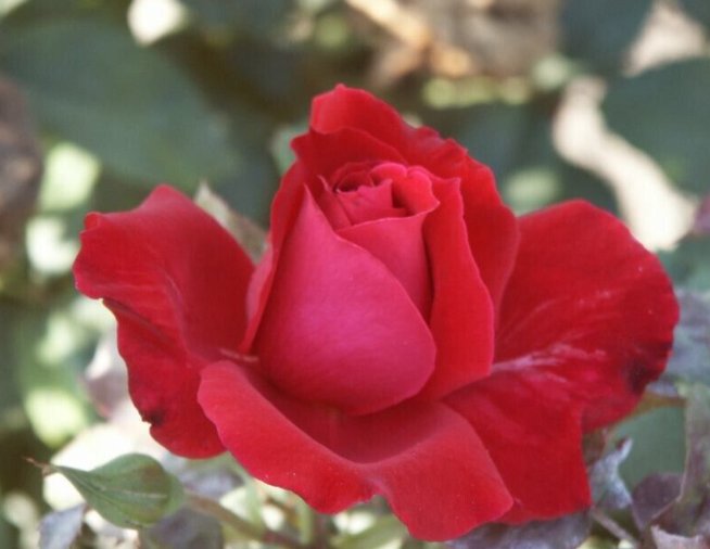 Wonderful Rose Bush Chrysler Imperial Beautiful Flower Garden Plant