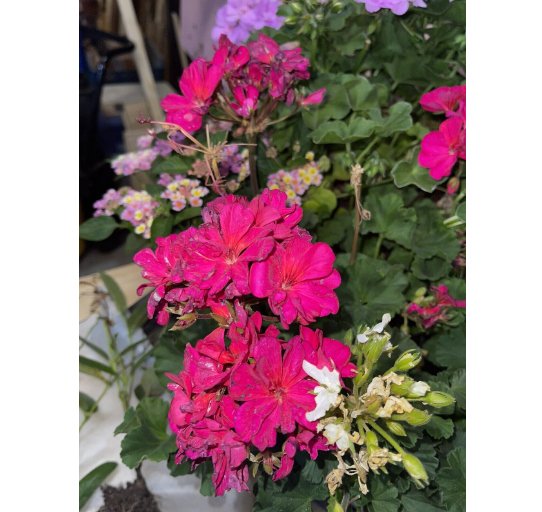 Wonderful Pelargonium Rose Flare Dark Leaf Geranium Garden Plant