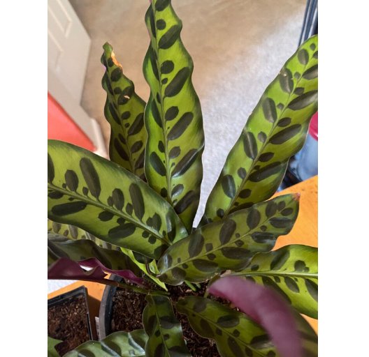 Wonderful Calathea lancifolia Goeppertia insignis Rattlesnake Garden Plant