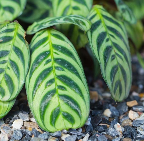 Wonderful Calathea Burle Marx Fishbone Prayer Garden Plant