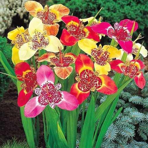 Wonderful Tigridia Pavonia Mexican Shell Peacock Tiger Beautiful Flower ...