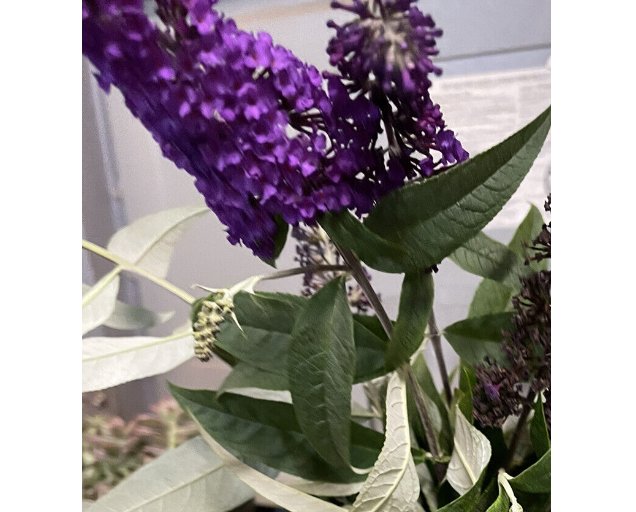 Wonderful Buddleja davidii Purple Butterfly Bush Beautiful Flower ...
