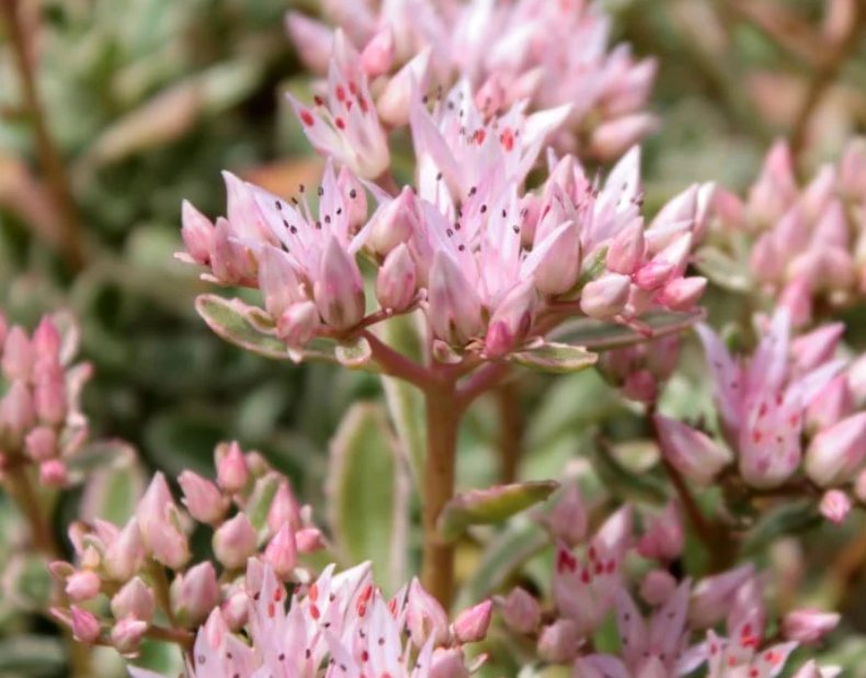 Wonderful Sedum spurium John Creech Garden Plant