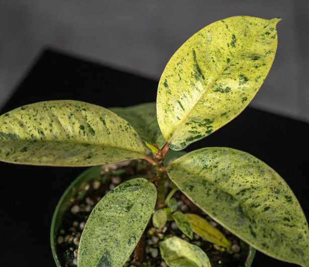 Wonderful Ficus Elastica Shivereana Garden Plant