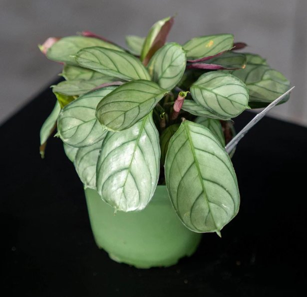 Wonderful Ctenanthe burle marxii Amagris Garden Plant