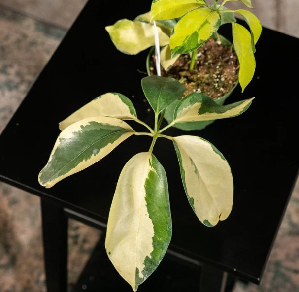 Wonderful Schefflera arboricola Dazzle Garden Plant