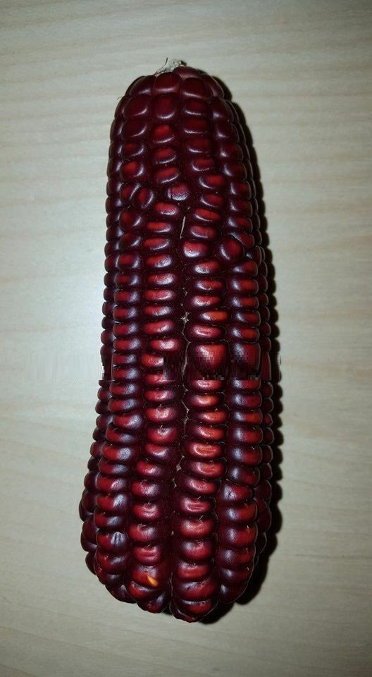 Super Seeds Edible Red Corn 20 Pcs Good Flavor