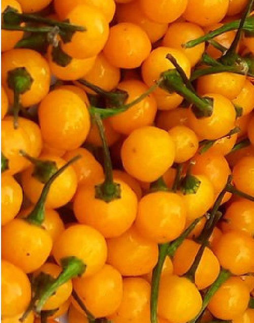 Super Seeds The Worlds Most Expensive Chili Charapita Chili 10 Pcs Aji ...