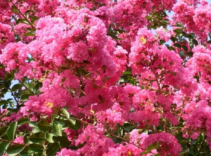 Super Seeds Pink Jupiter Tree Precious 50 Pcs