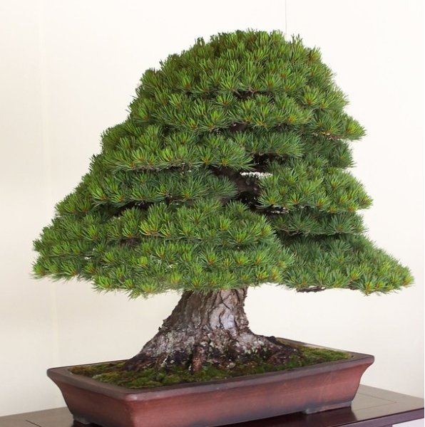 Super Seeds Pinus Densiflora Japanese Red Pine Ideal For Bonsai 15 Pcs