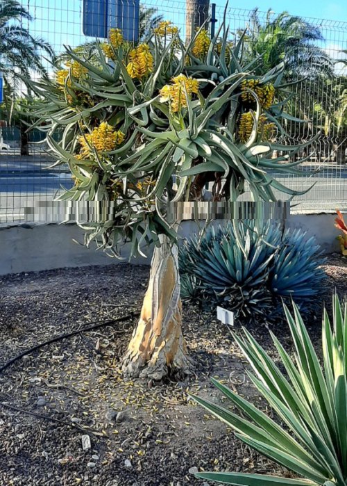 Super Seeds Aloe Barberae Aloe Tree Succulent Plant 5 Pcs